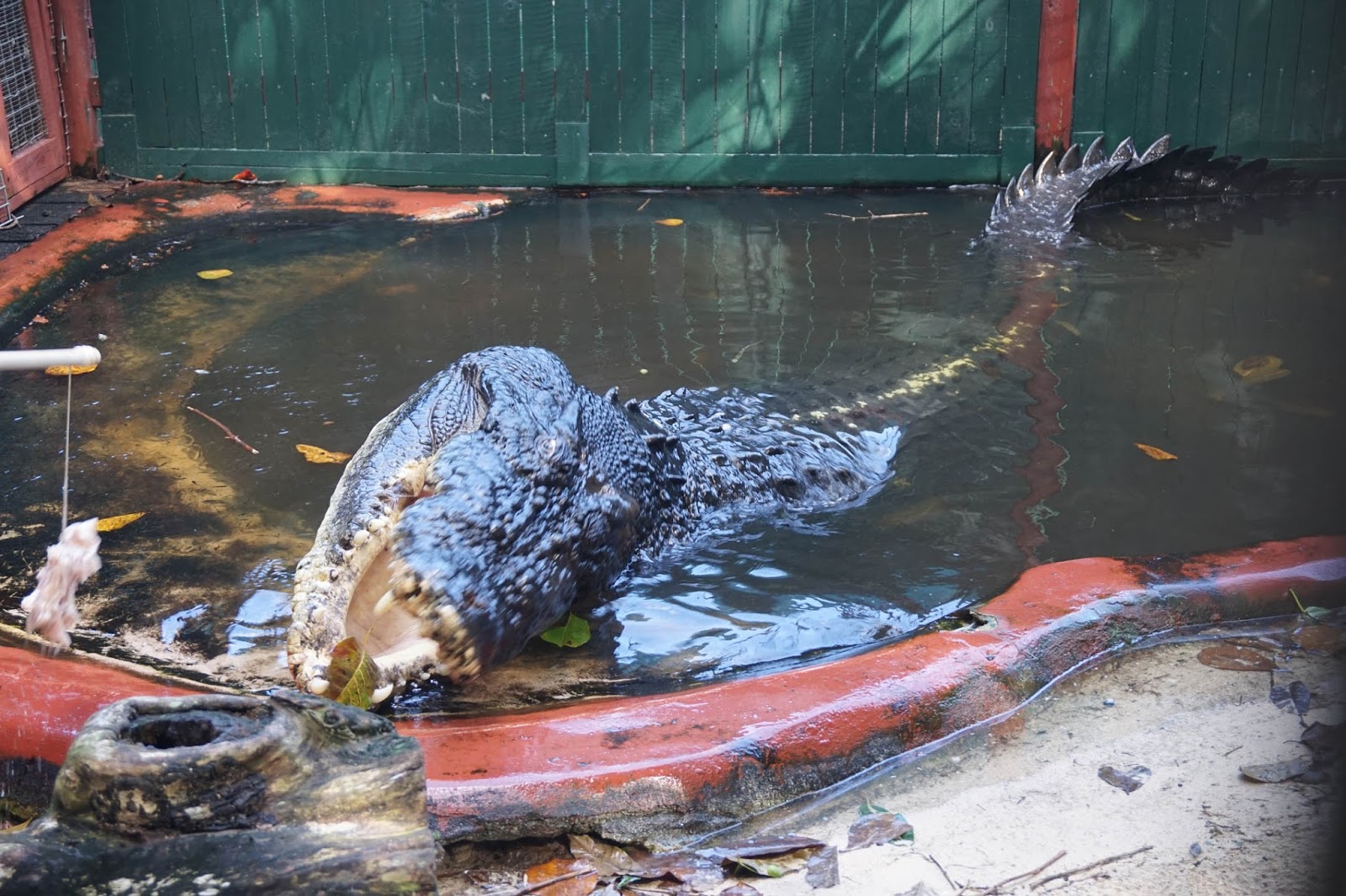 MrsMommyHolic: Meeting the World's Largest Crocodile! (Green Island ...