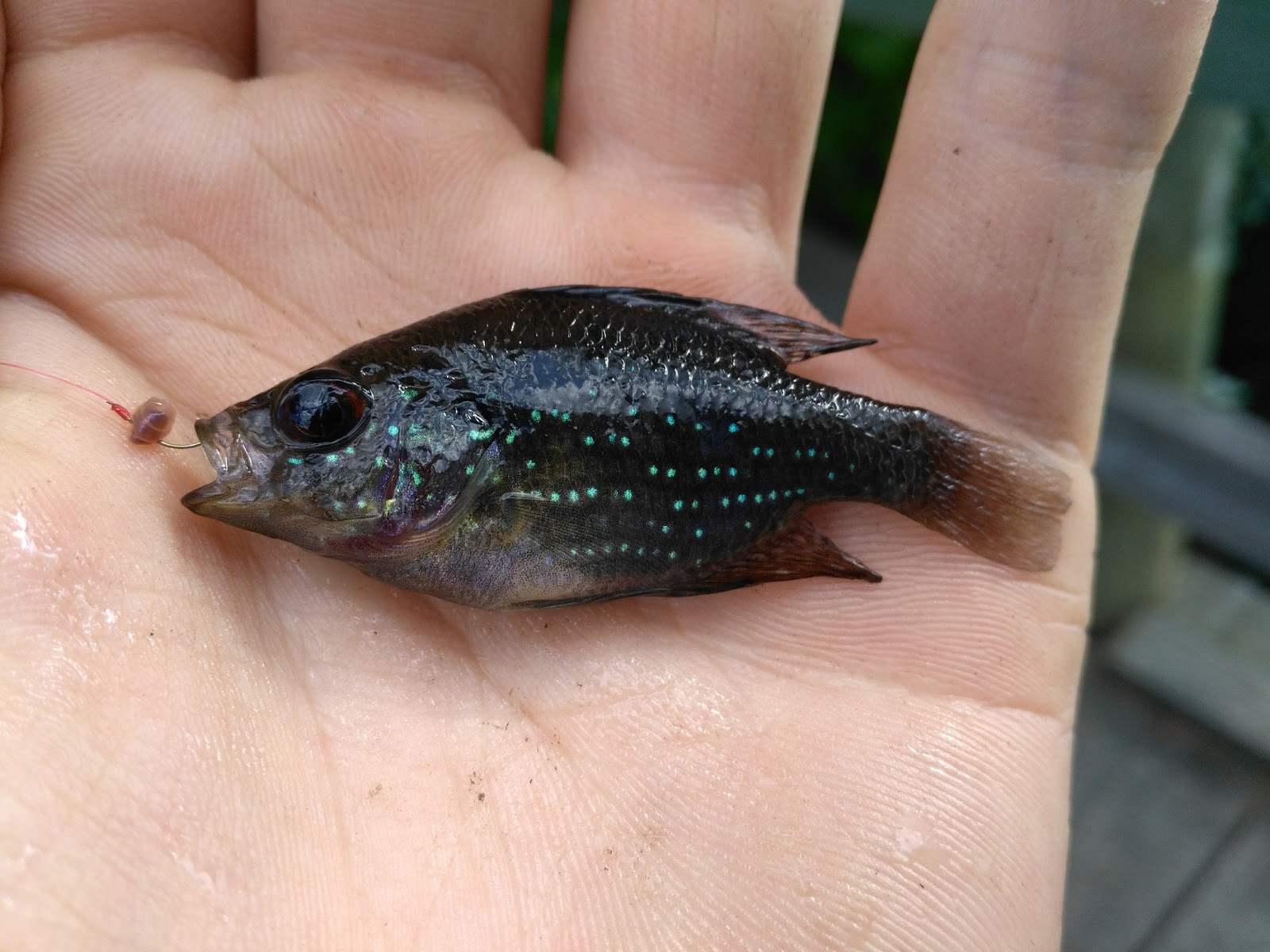 Bass on the Golf Course: Enneacanthus in the Pine Barrens