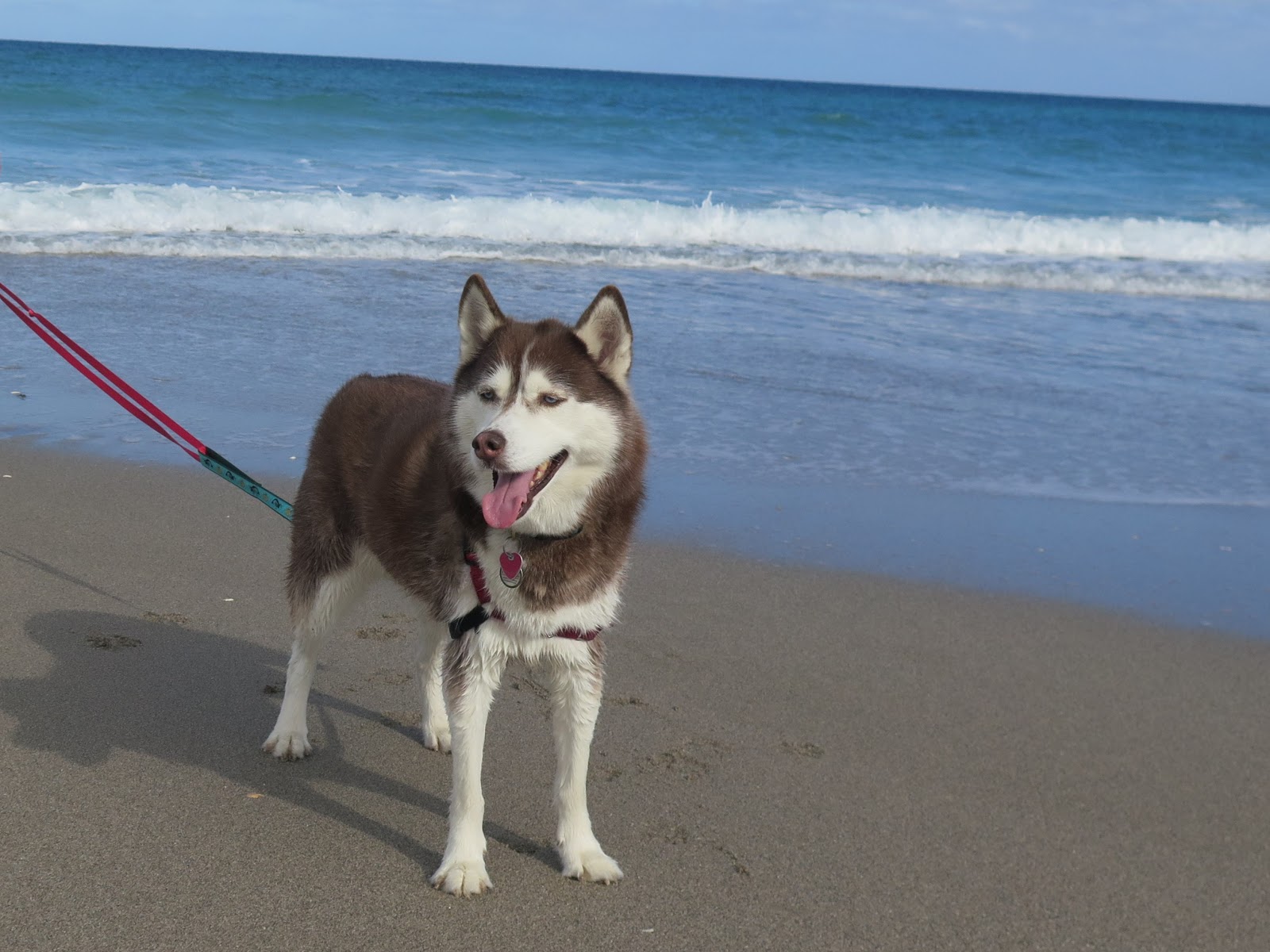 Dogs Luv Us and We Luv Them: THE BEST DOG FRIENDLY BEACHES IN SOUTH FLORIDA