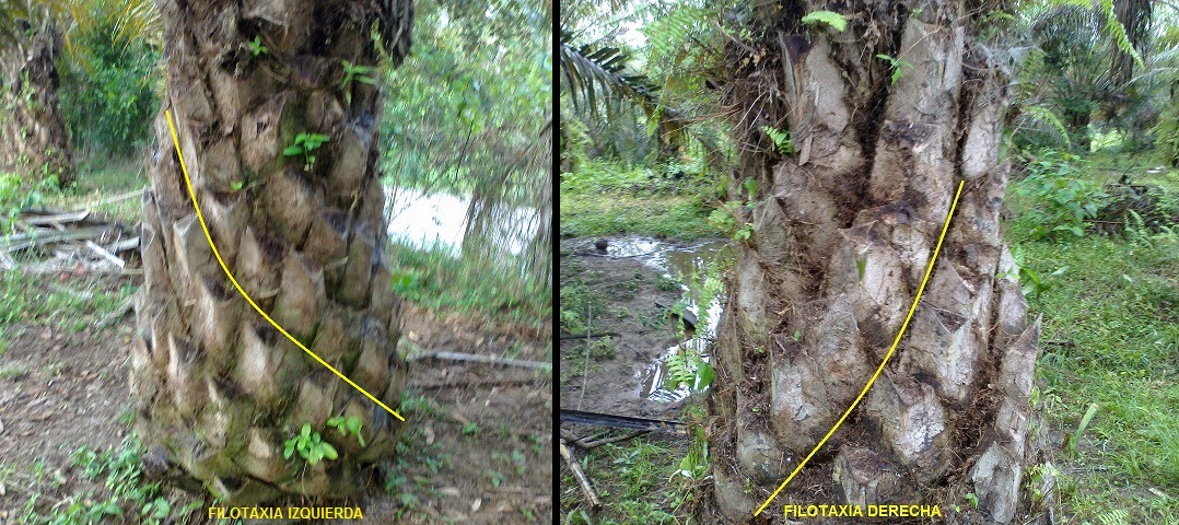 Palmicultura orgánica: CULTIVO DE PALMA DE ACEITE