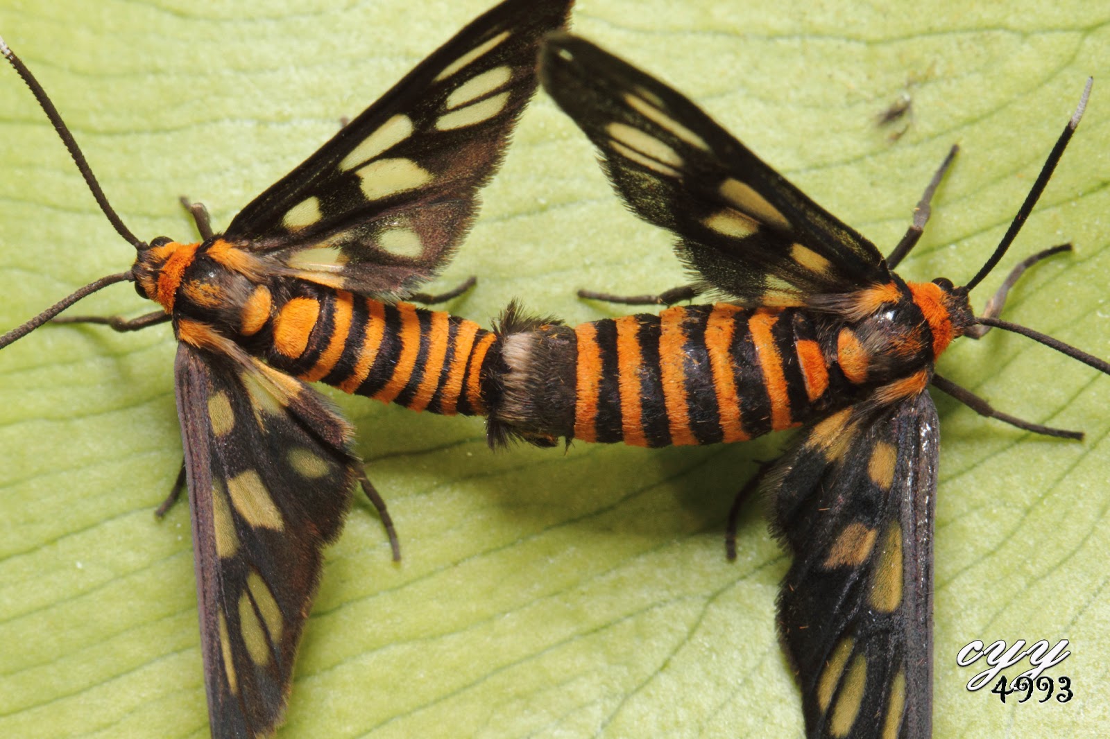 cyy4993: Tiger Moth [Arctiidae] Amata Huebneri (Boisduval, 1828) 鹿子蛾