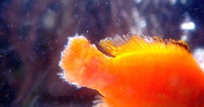 Jacks Evolutionary Biology Blog: Post 2: Bacterial Fin Rot in ...