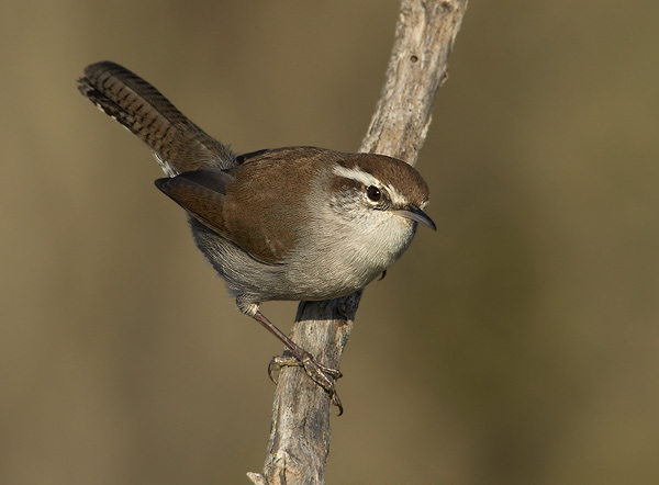Coffee Break Birding: A little bird walk: Bewick's Wren