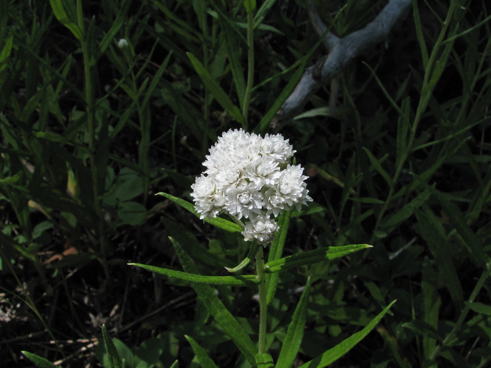 Green Cascadia: In Search of the Oregon Skyline Trail - July 2012