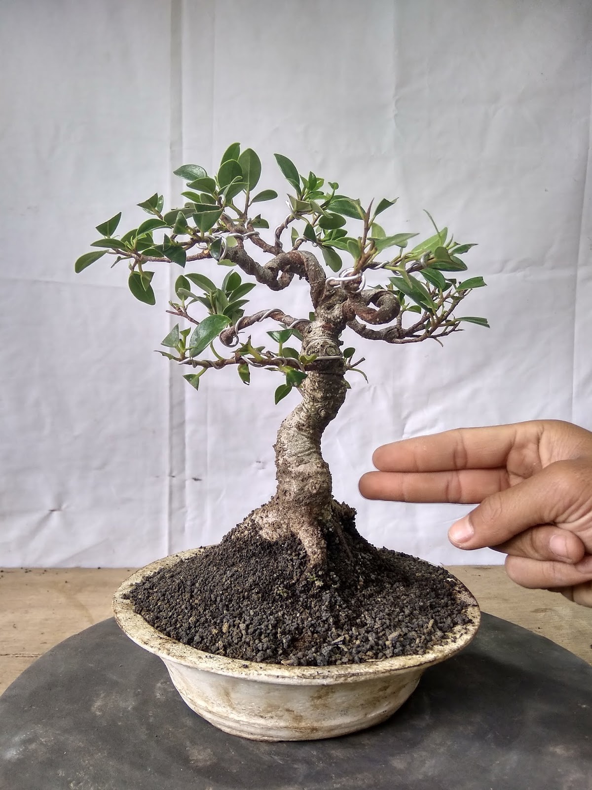Bonsai Ficus Microcarpa 13.633 N | Indonesian Bonsai To Worldwide