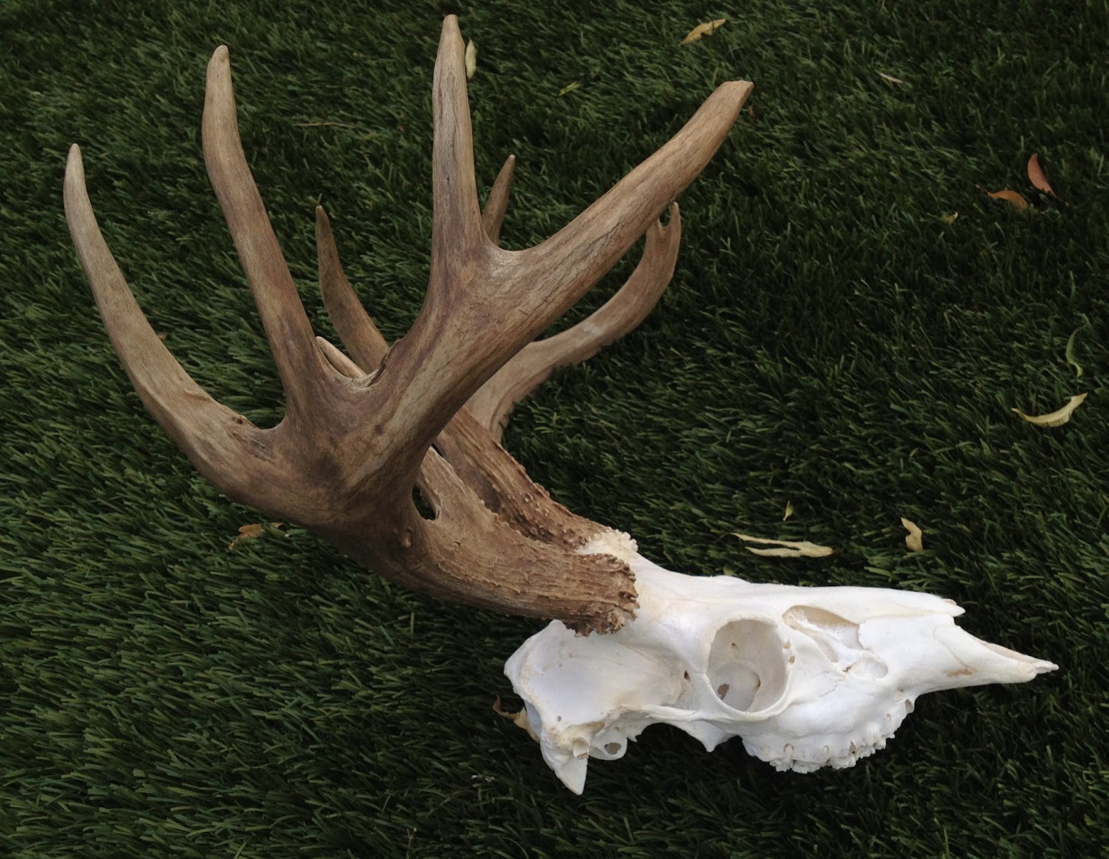 Badlands Custom Taxidermy / Desert Country Archery: European Coues Deer