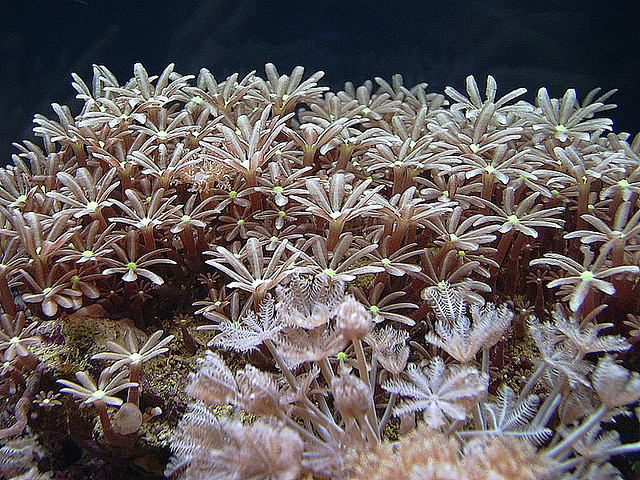 Peces y plantas ornamentales: Xenia spp. - Corales Pulsantes