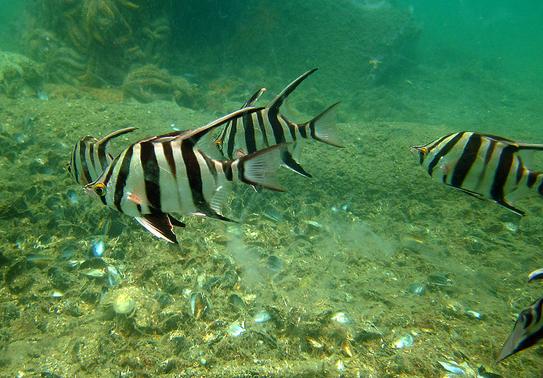 Marine Life: Old Wife fish