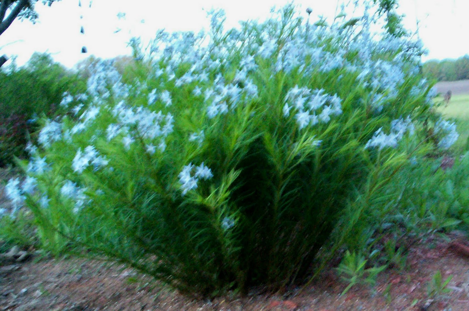 A Garden in Southwest Georgia: My Sister (BS) Makes me Laugh