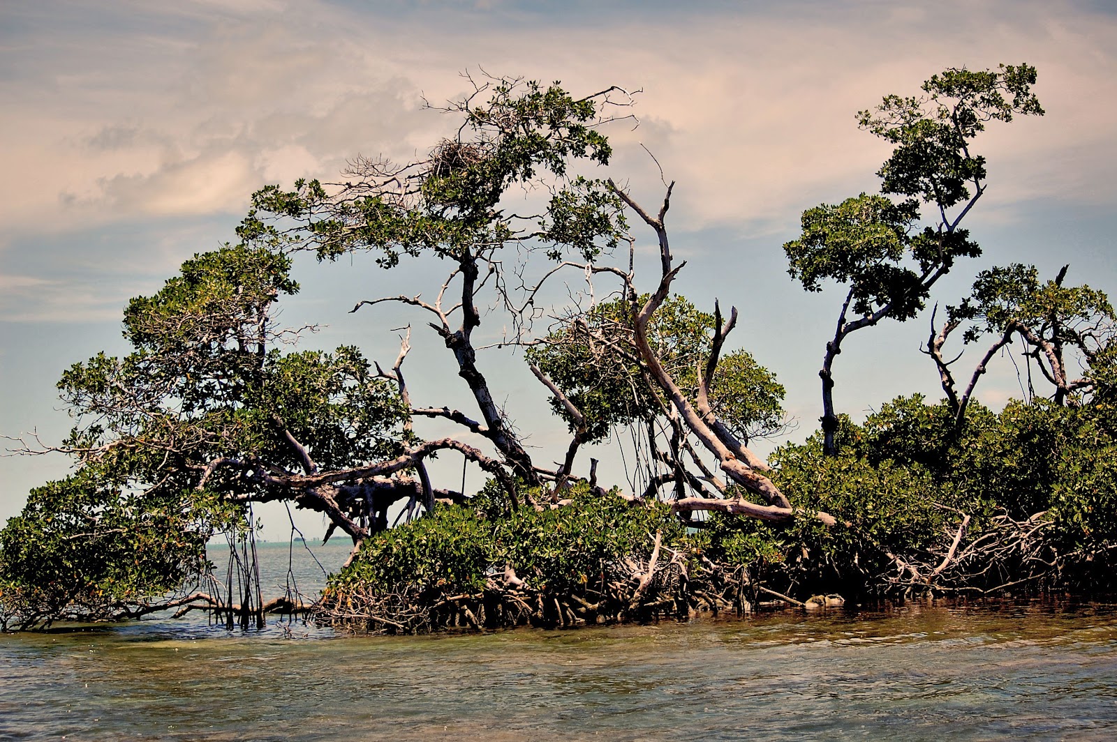 Bahama Bob's Rumstyles: Fish Hawk Key: Revisited