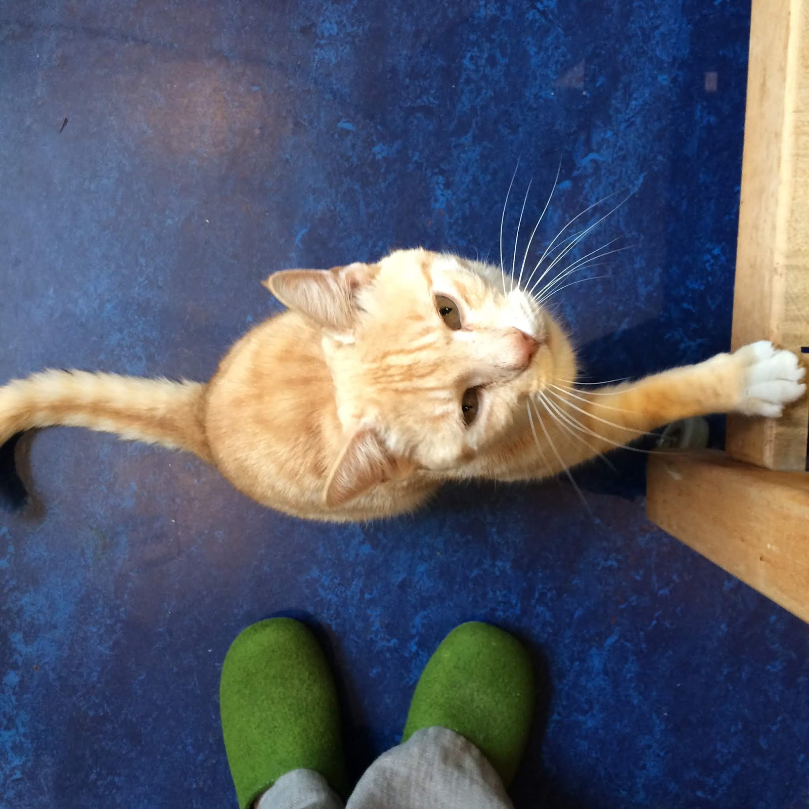 USEFUL or BEAUTIFUL: Tall Cat is dismayed