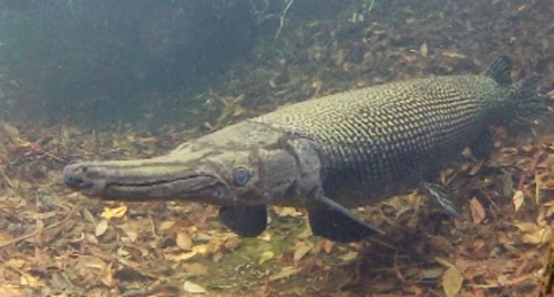 Alligator gar