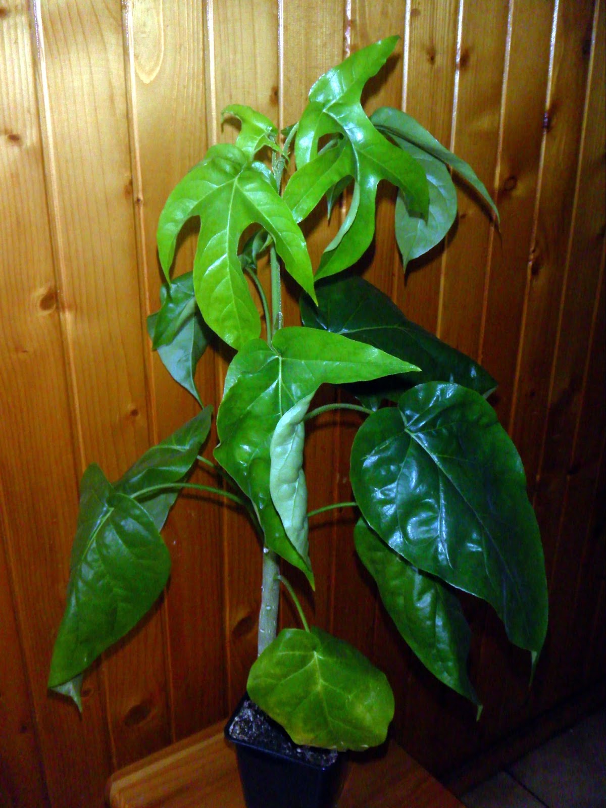 Scirpidiella's Plants: Hardy Tamarillos (Cyphomandra sp.div.)