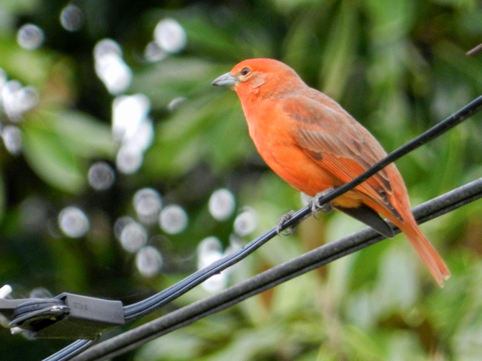 Aves de La Floresta: passeriformes rojo