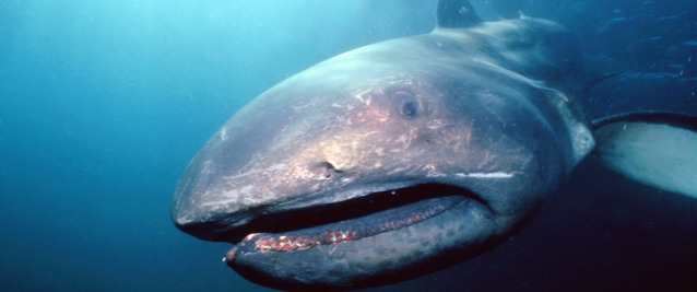 Tubarão-Boca-Grande | Megachasma pelagios