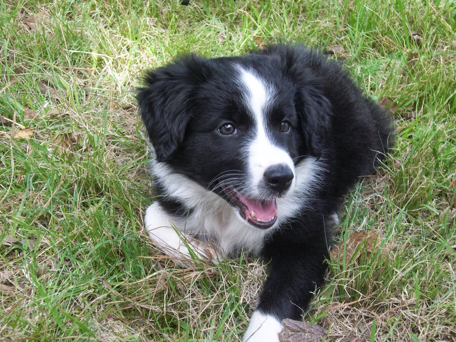 cativartee: Meus cachorros /Border Collie