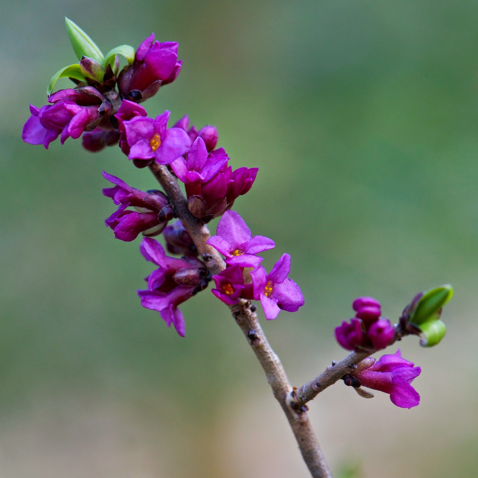 Naturfoto Einar Hugnes: Vårfølelse med blåveis og tysbast