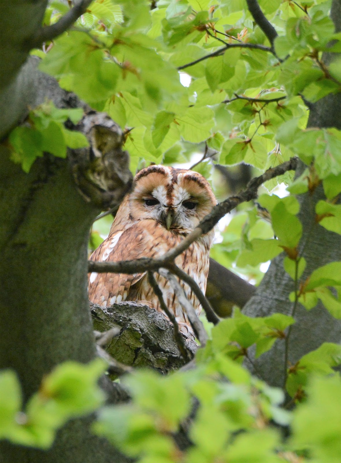 Probirder: Tawny Owl