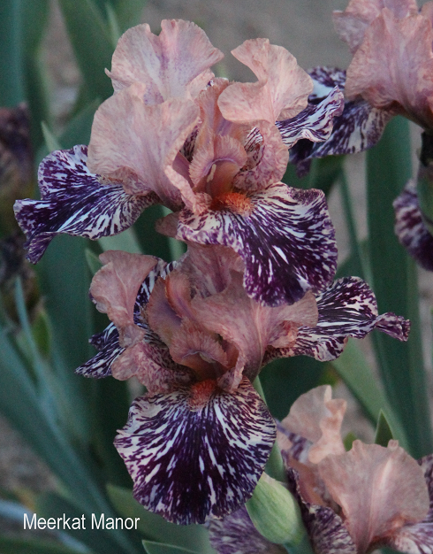 World of Irises: "Talking Irises" BROKEN COLOR IRISES WITH HYBRIDIZER ...