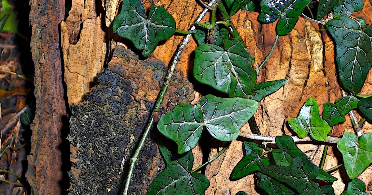 Karen`s Nature Photography: Common Ivy Meanders on Rotten Tree Stump.