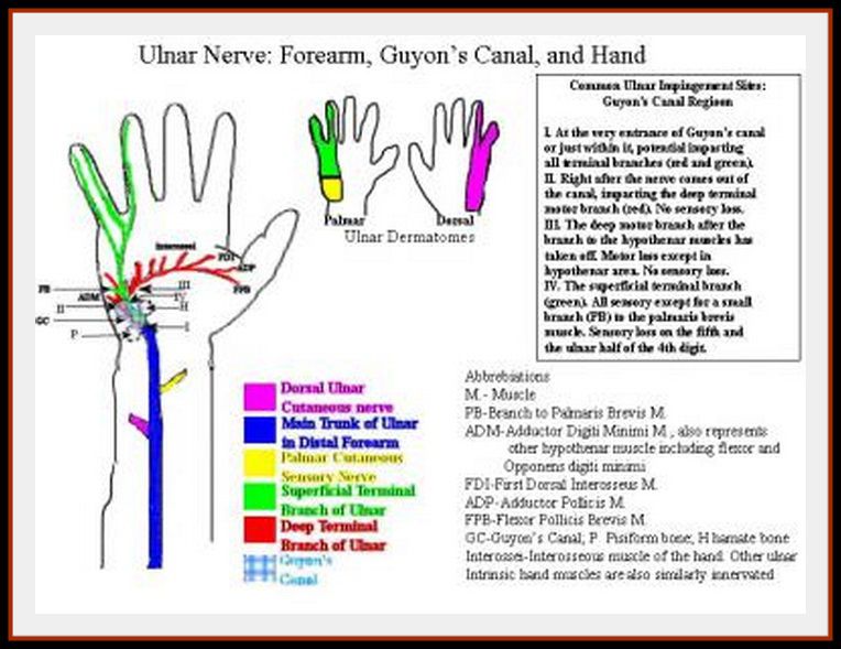 truthlady3: Dermatomes Dermal Segmentation