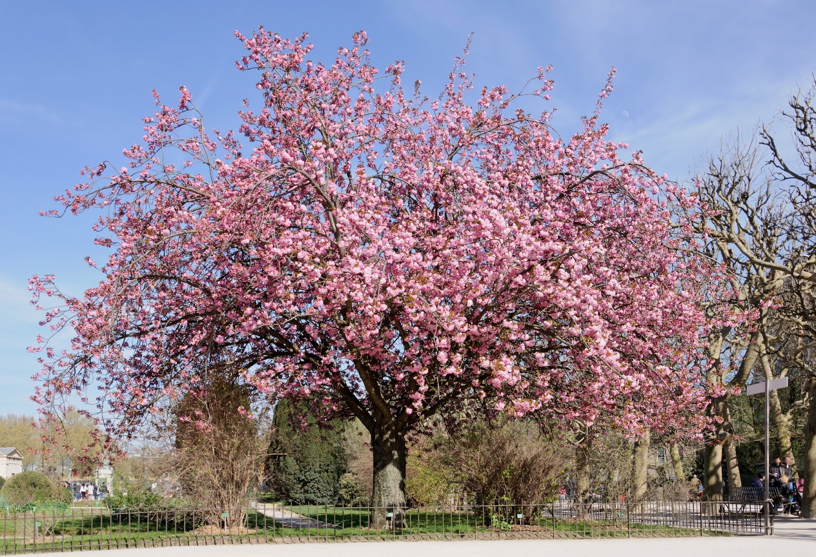 ARTE Y JARDINERÍA : PRUNUS. CEREZO. Árbol con encanto