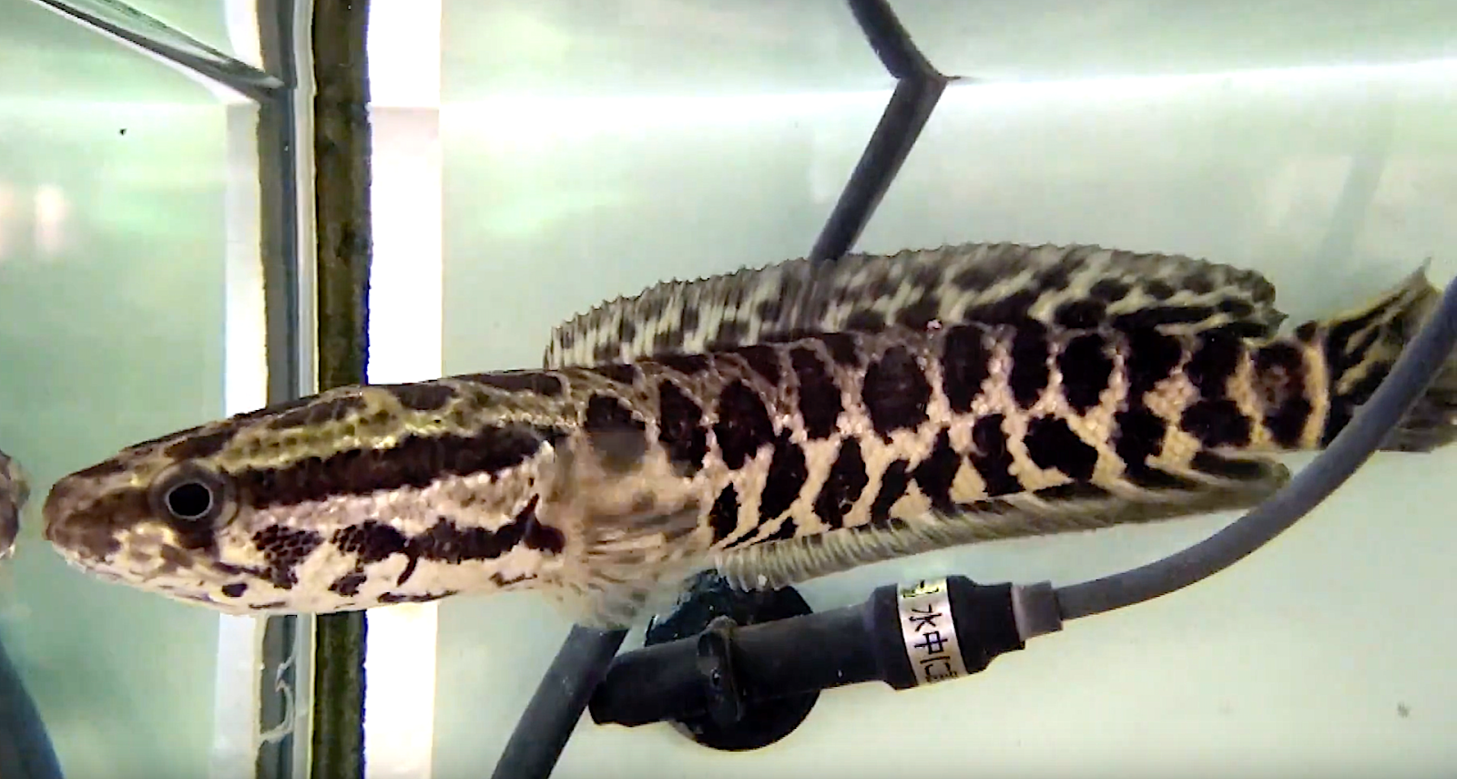 Aquarium Movies (Japan) archive 生きている魚図鑑: カムルチー Snakehead, Northern ...