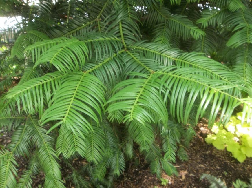Future Plants by Randy Stewart: Cephalotaxus - Plum Yew