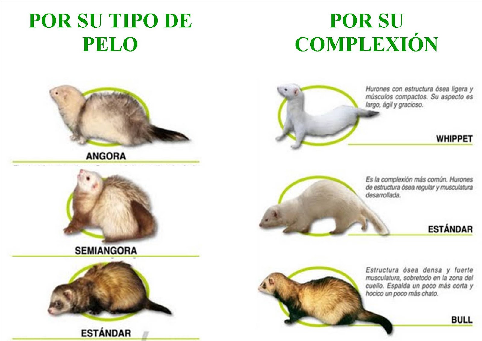 PAJARERIA-SEMILLERIA TU MASCOTA: HURONES