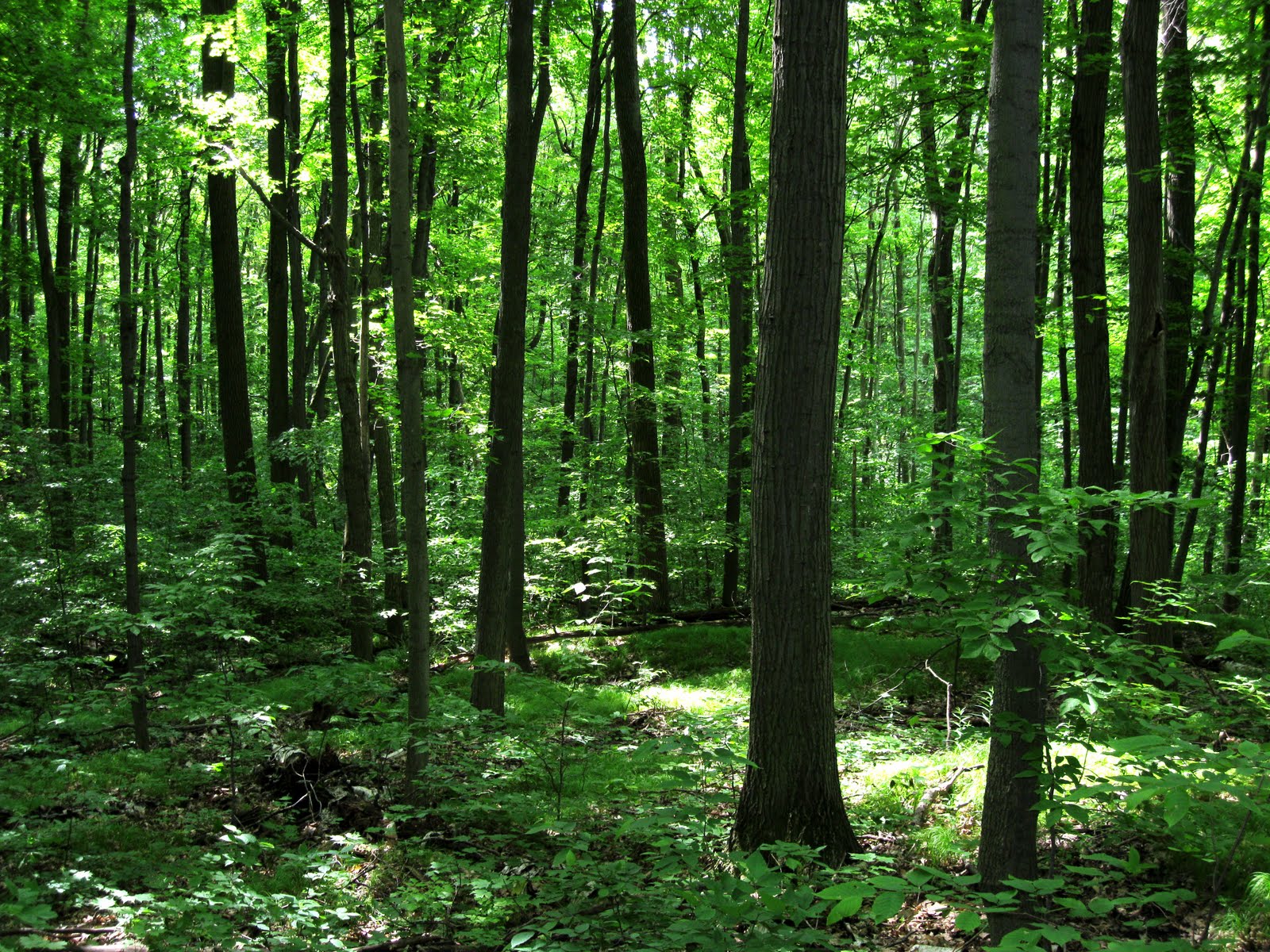 Forest, Leaf images, Stock images free