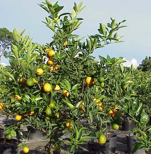 Fruit Warehouse: Tangelo