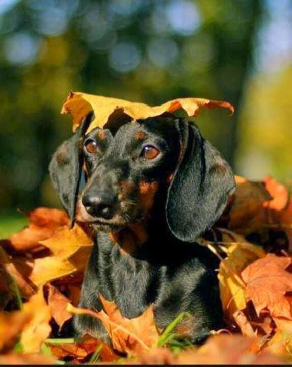 The Dachshund Escapades: TIGERS AND DACHSHUNDS: HAPPY FALL, Y'ALL