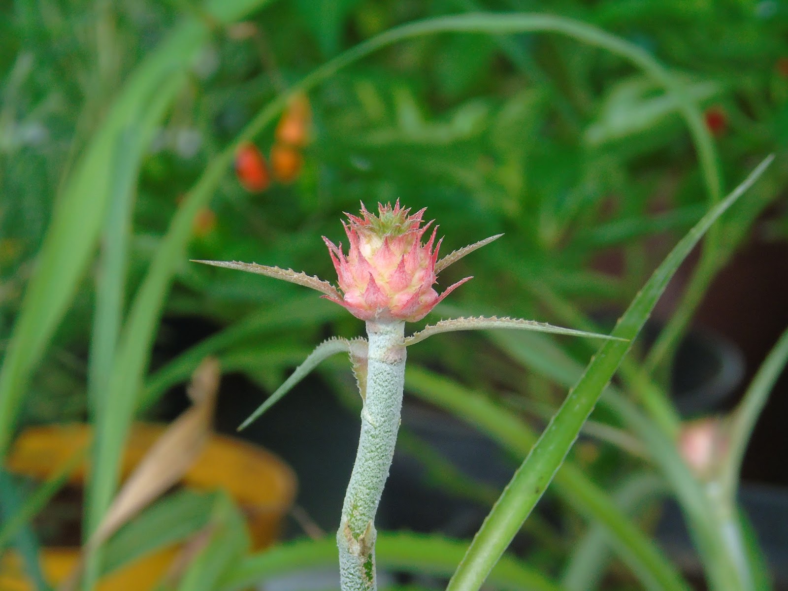 Abacaxi-ornamental (Ananas spp) | A planta da vez