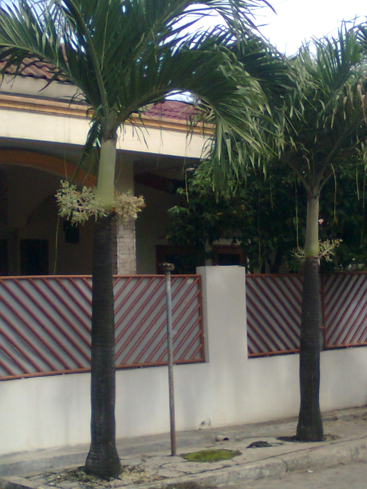 POHON PALEM | PALEM PUTRI | PALEM BOTOL | PALEM KIPAS | PALEM MERAH ...