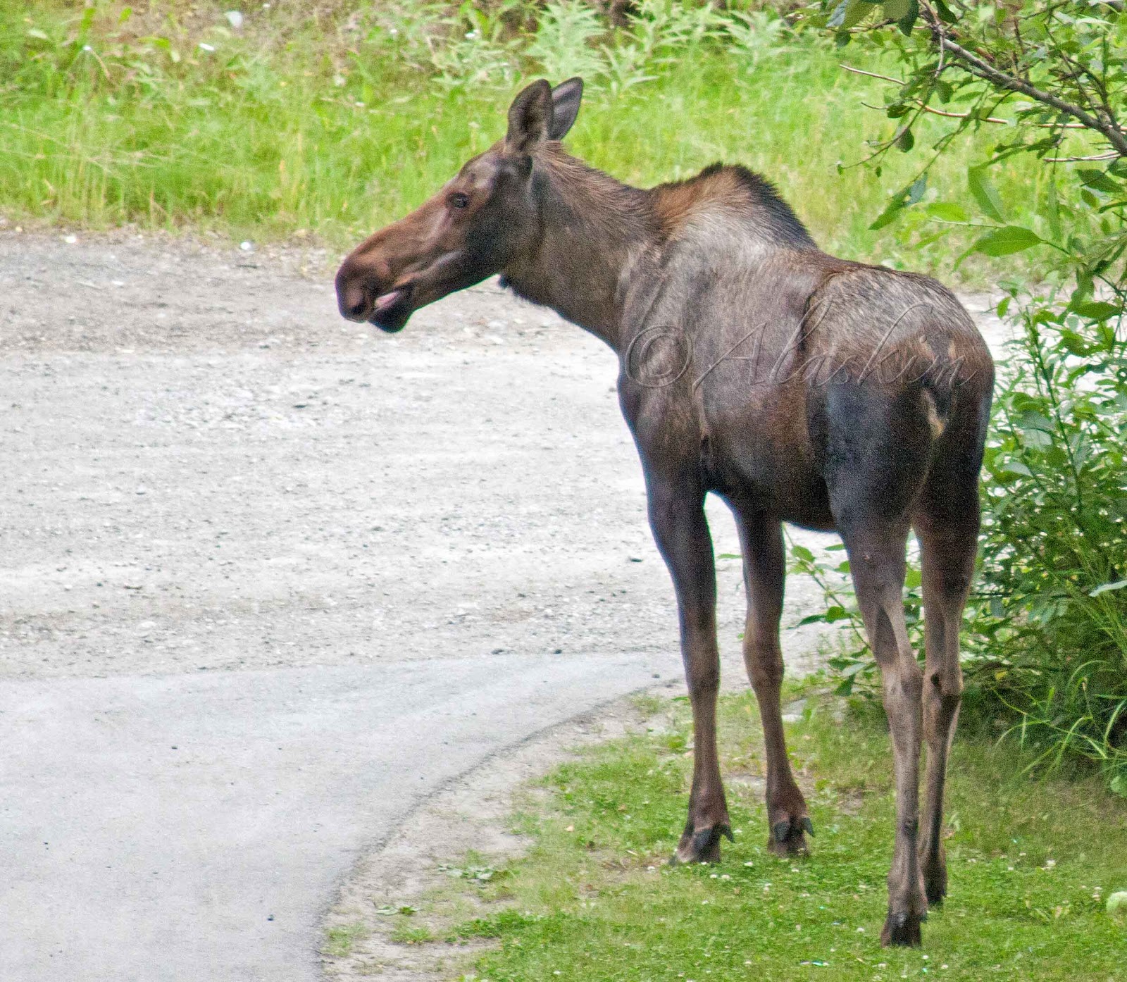 Alaskim | Surviving Wildlife, Wildflowers & Wild-Haired Children: Brave ...