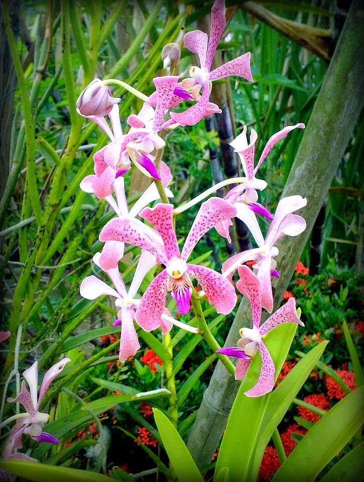 Bunga Orkid @ Anggerik Desa Kembali Mekar - Relaks Minda