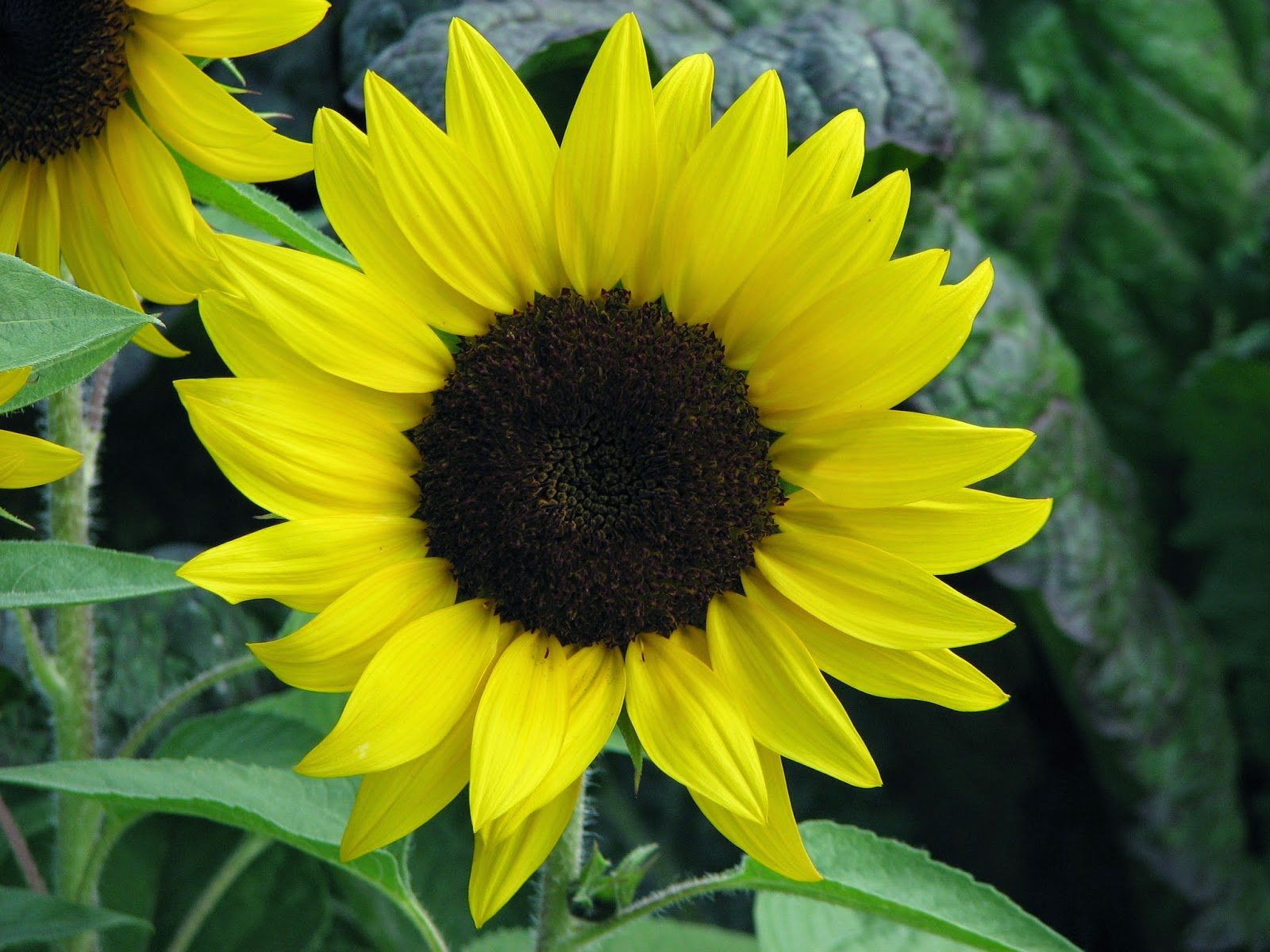 Bonao Internacional: GIRASOLES CAPTADOS EN DISNEY ' S EPCOT CENTER : UN ...