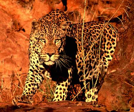 Ekpe Society USA: Ekpe USA presents its newest Ekpe Chief, John Orock ...