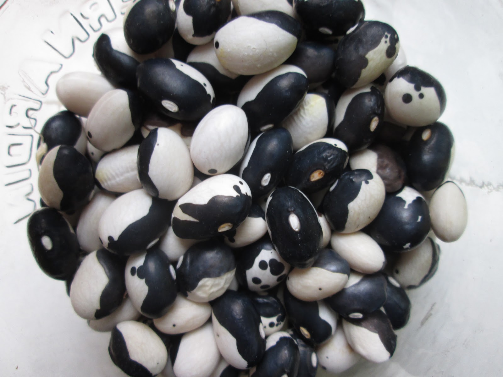 Cooper Road CSA: Heirloom Shelling Beans