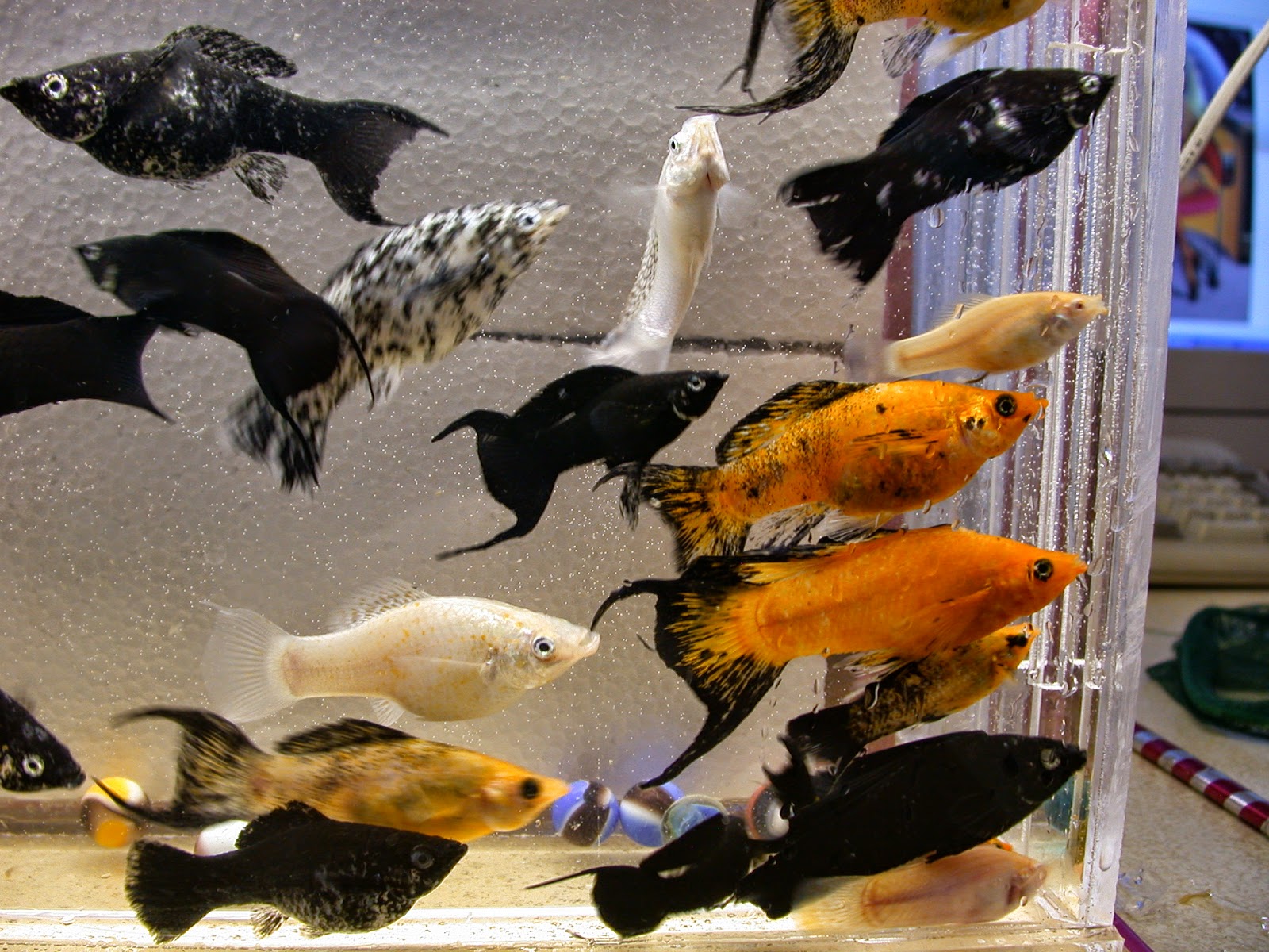 MOLLY FISH photos - wallpapers | the fun bank