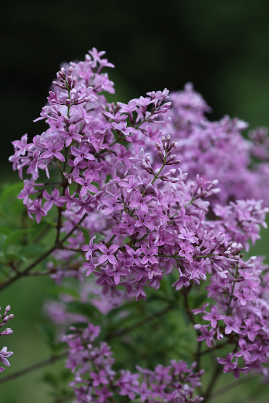 Garden Living: Velduftende syriner