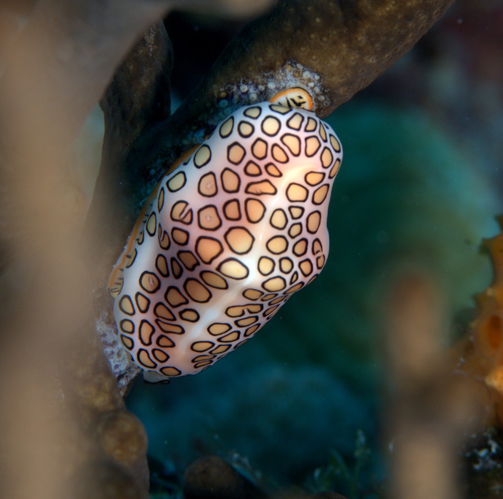 The Best of Underpressure Photography: Flamingo Tongue Snail- Key ...