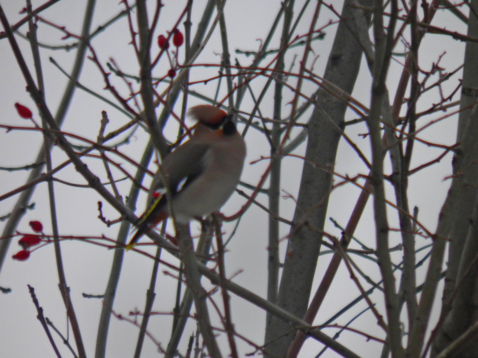 PASARI DIN ROMANIA: MATASAR (1), Bombycilla garrulus