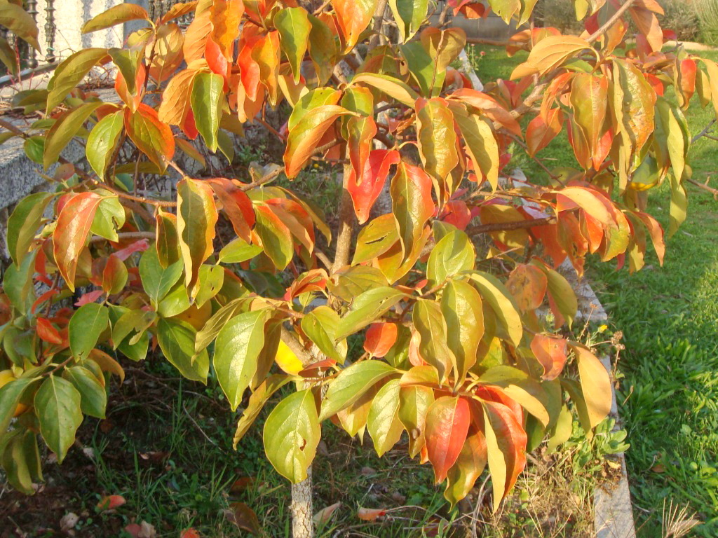 TRAVANCAS DA RAIA: Diospireiro com cores do outono