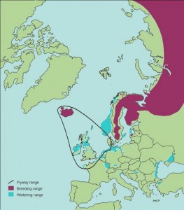 Jonny-Goes-Wild: No Luck Catching Them Swans Then.......