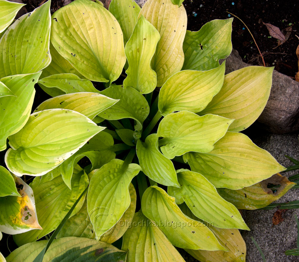 Olga's Hosta: August Moon