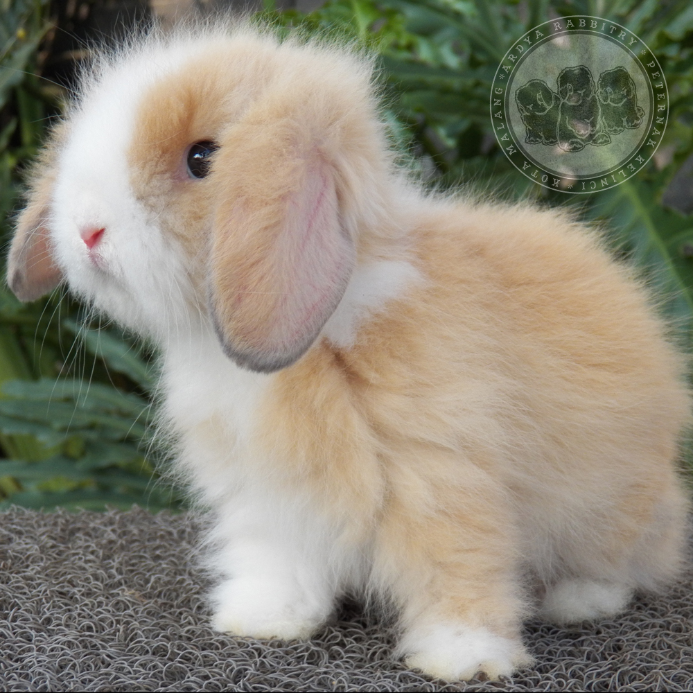 Peternakan Kelinci Hias dan Pedaging Di Tuban: Jual Kelinci Hias Fuzzy ...