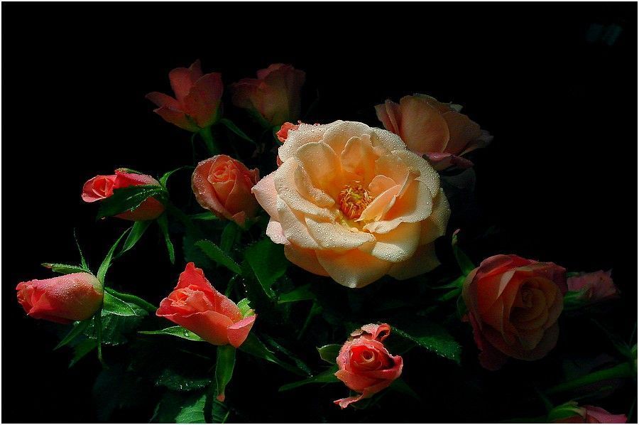 La Multi Ani de Florii tuturor celor cu nume de floare!