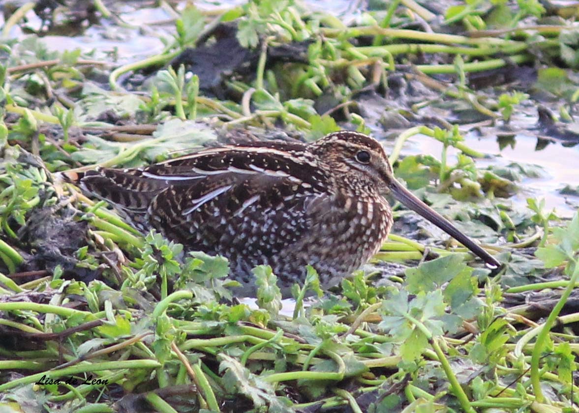 Birding with Lisa de Leon: Common Snipe in Ferryland