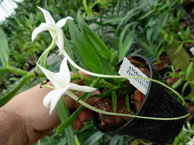 Angraecum florulentum orchid plant care and culture | Travaldo's blog
